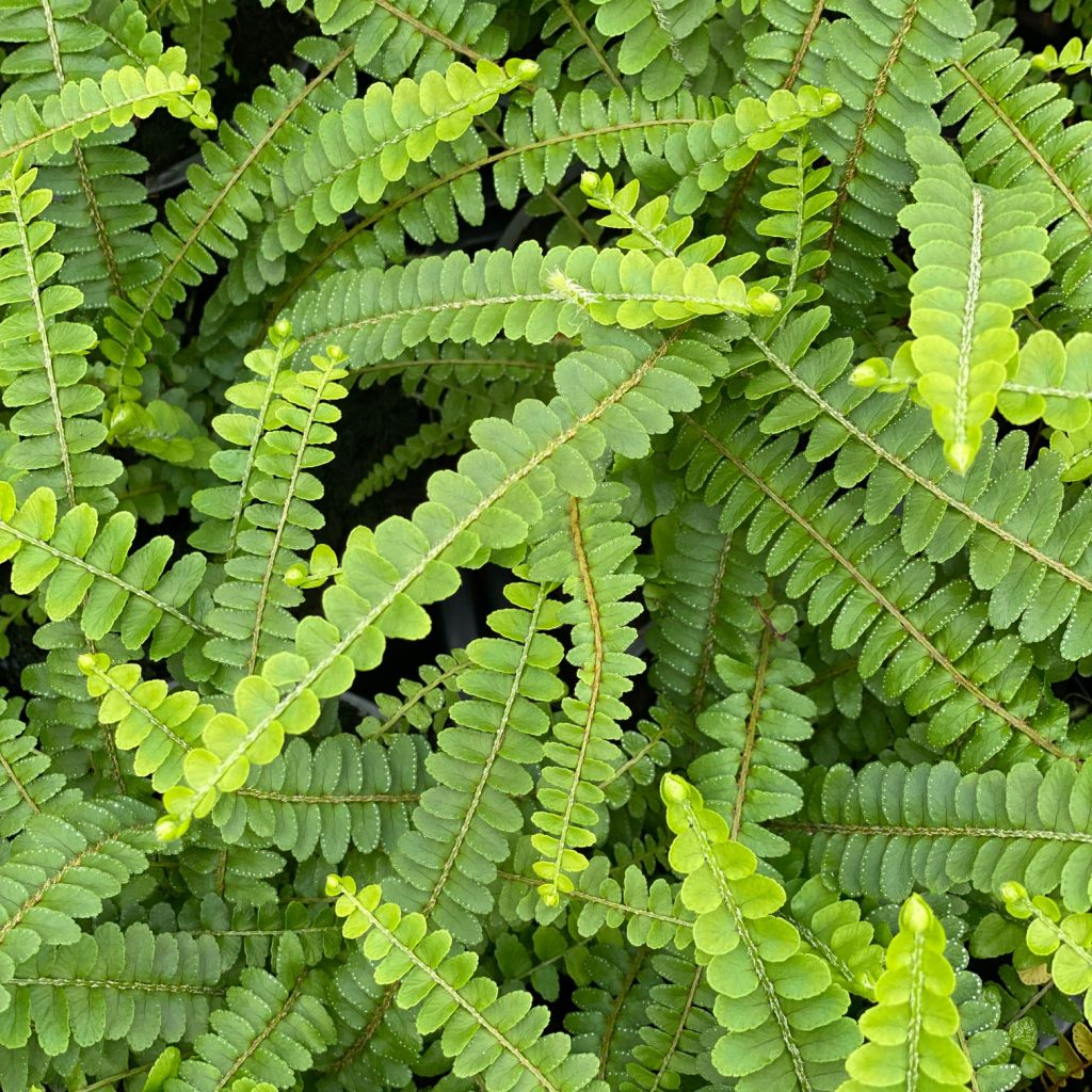 Nephrolepis cordifolia (duffi fern) - Biemonds